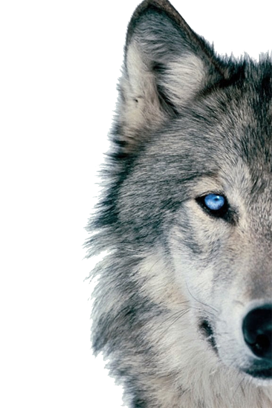 About Us : Wolf Property Group